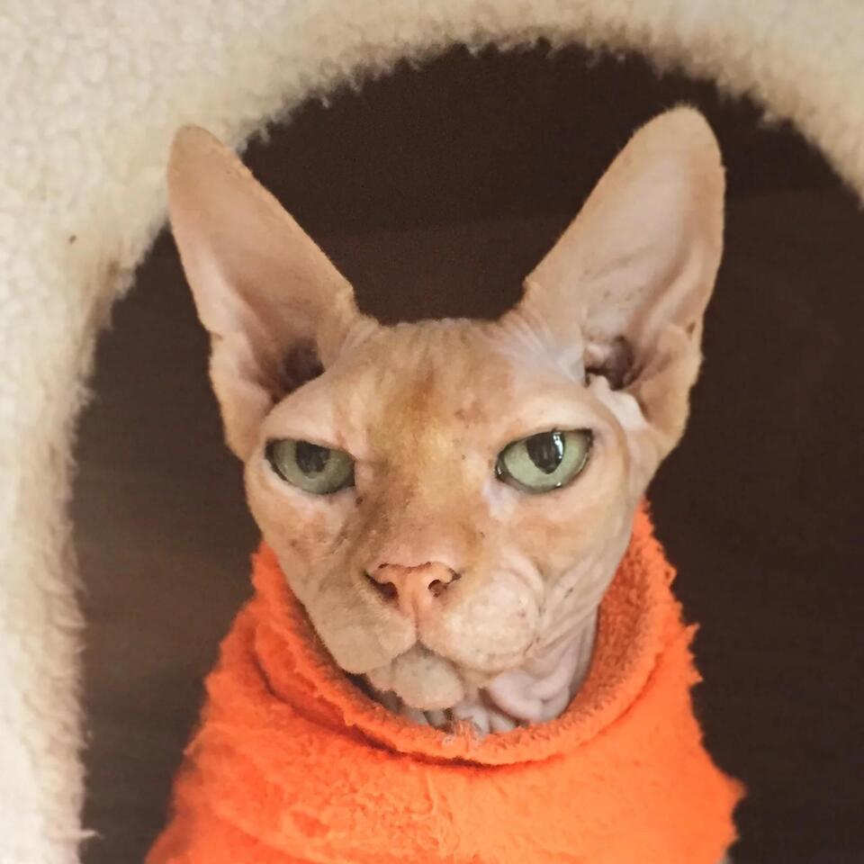 10 Essential Grooming and Care Tips for Sphynx Cats - NewsBreak