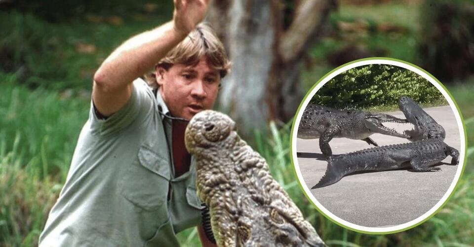A Steve Irwin Dream Come True Occurs In South Florida As Crocodile And ...