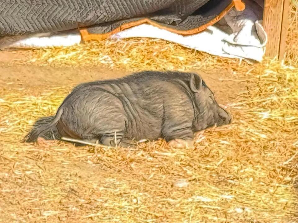 Idaho's Pumbaa, The Potbelly Pig Finds A Loving Forever Home - NewsBreak