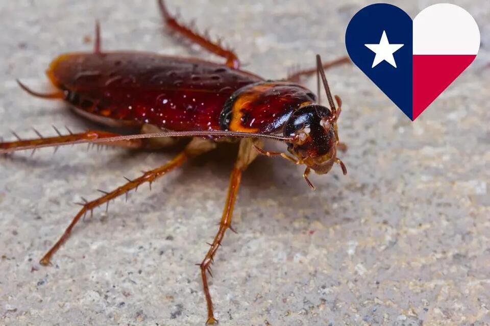 Get Revenge With A Twist By Naming A Cockroach After Your Exes In Texas ...