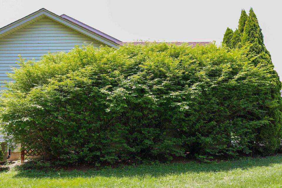 9 Things In Your Backyard That Are Definitely Bothering Your Neighbors ...