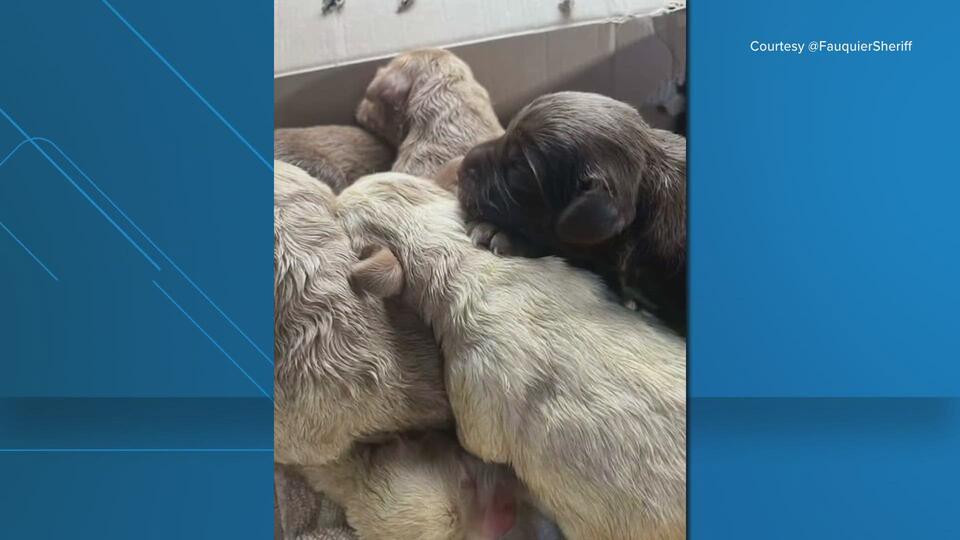 Six puppies found in shoebox along railroad tracks in Fauquier County ...