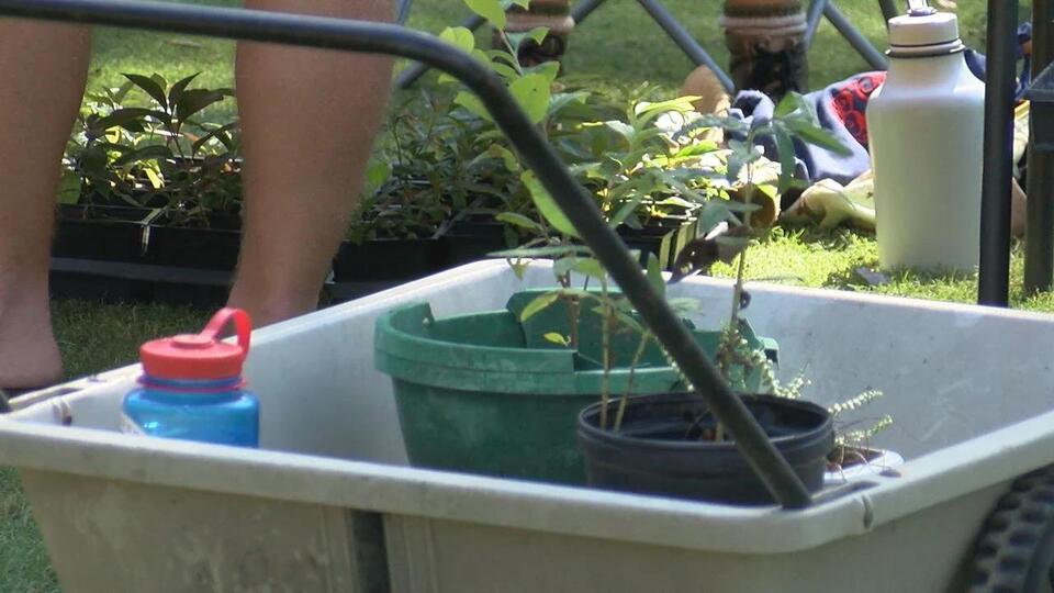 Tenth annual Native Plant Festival happening this week in New Hanover ...