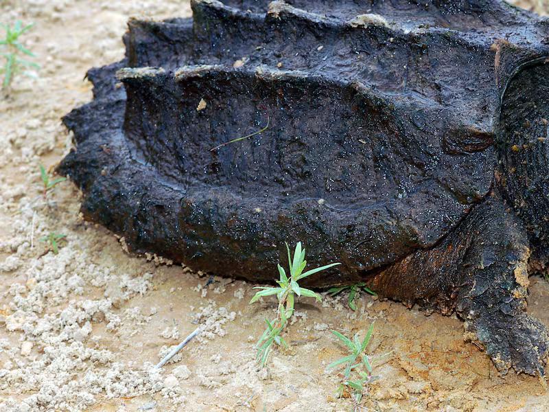 Snapping turtle species set to make a return to Kansas waters
