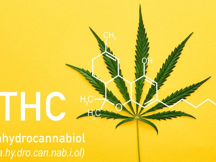 The Top THC Studies Released So Far in 2024
