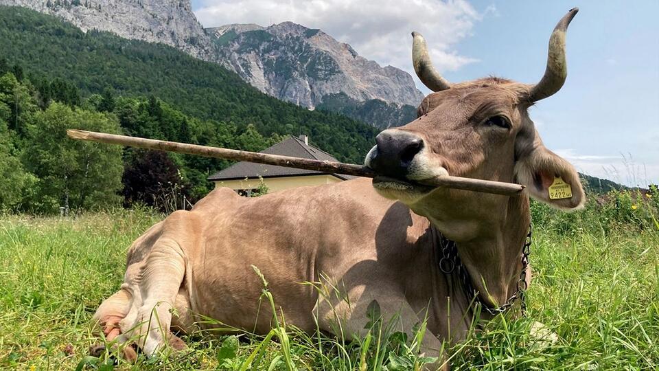 The Week contest: How now, smart cow? - NewsBreak