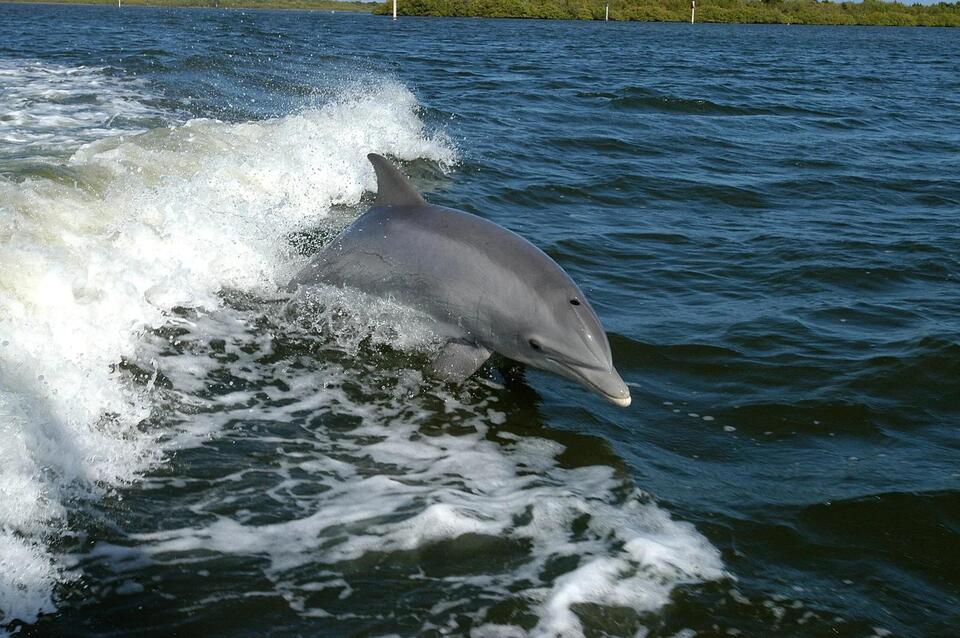 What the Science Says About Dolphin Intelligence — And Why That Matters ...