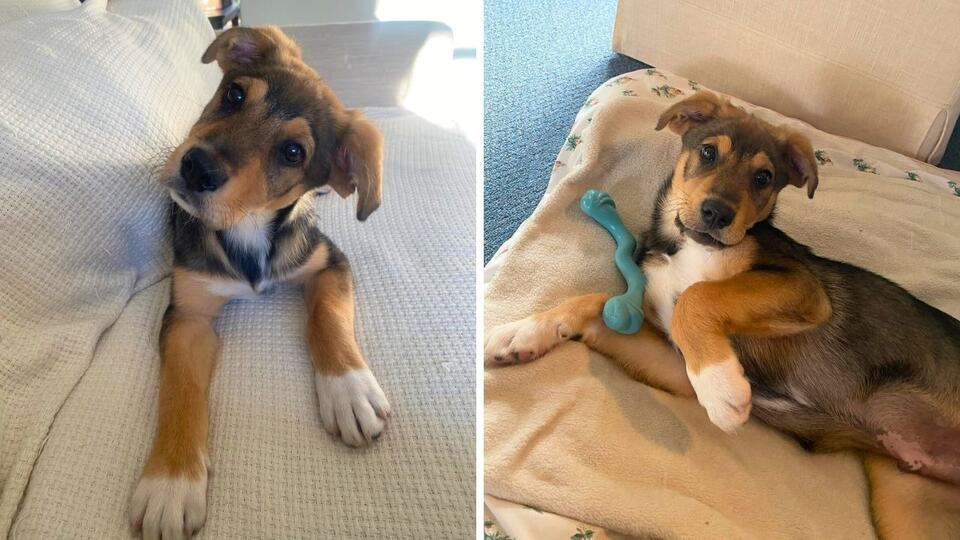 Local Rescue Introduces Sweet 3-Month-Old Puppy Looking For His Forever ...