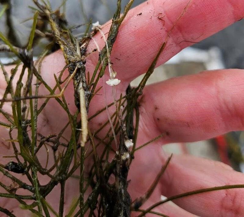 Starry stonewort confirmed in Benedict Lake in Hubbard County - NewsBreak