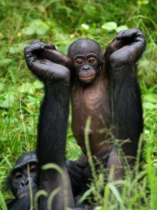 Mind-Blowing Facts About Apes: You Won’t Believe It! - NewsBreak