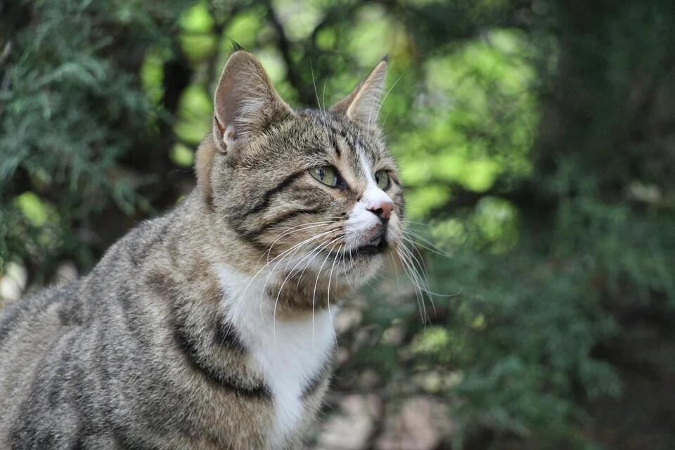 15 Signs Your Cat Has Let Go of Old Fears - NewsBreak