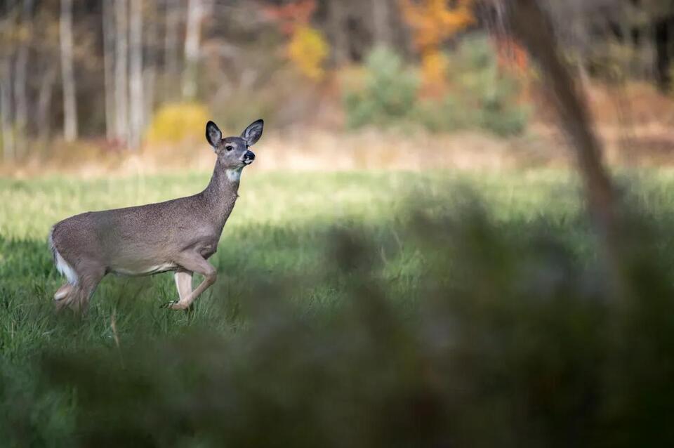 CWD-Positive Detected in Carbon County - NewsBreak