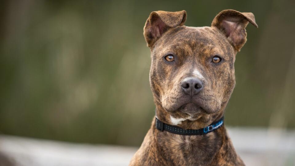 Newark Man Charged with Animal Cruelty & Drug Offenses - NewsBreak