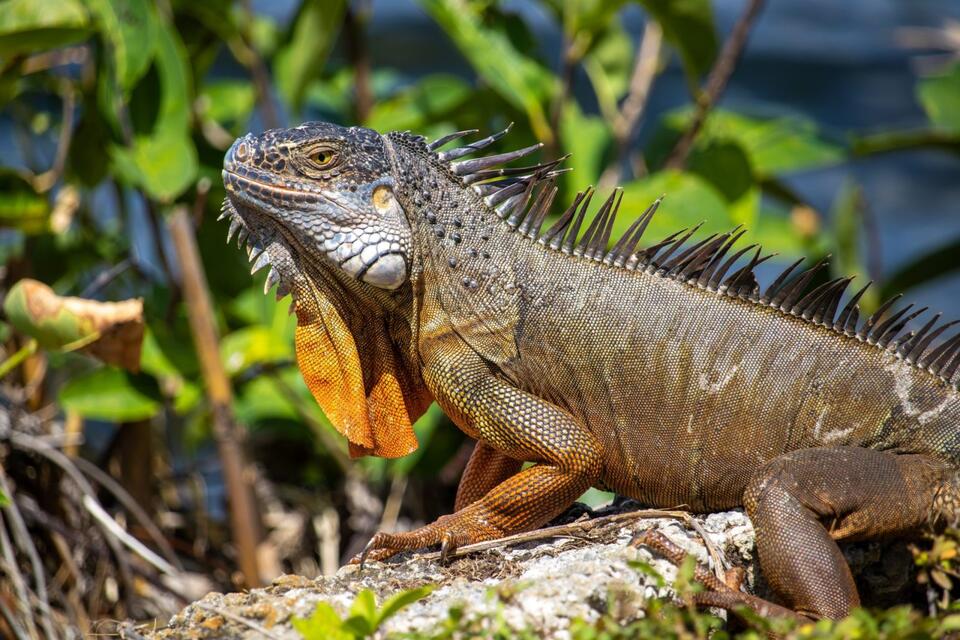Frozen Florida Iguanas Are Falling From Trees, Here's What To Do ...