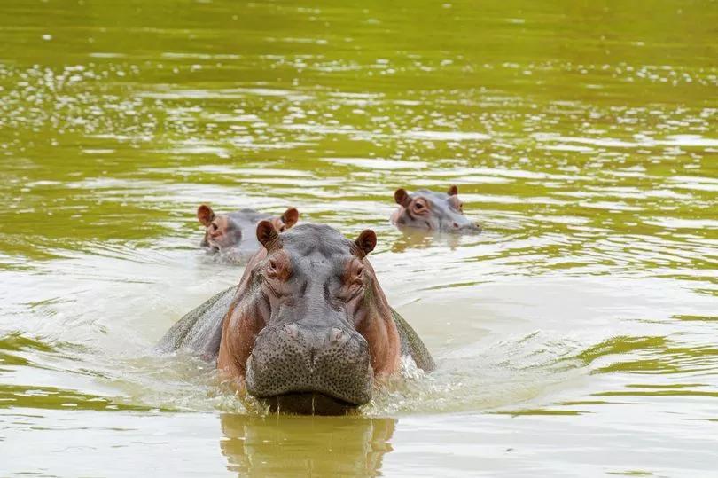 Horrifying final moments of man mauled to death by pet hippo who was ...