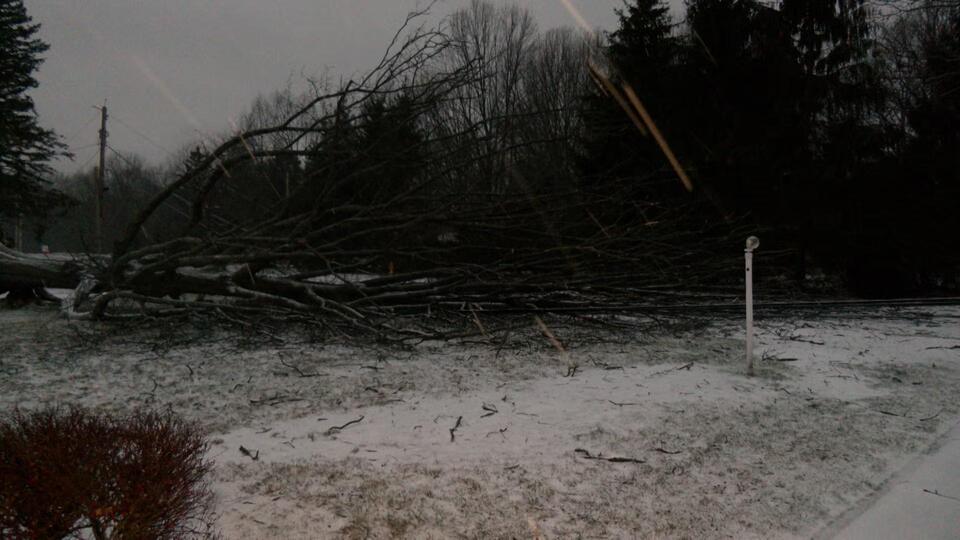 Massive tree knocks down power lines in Webster, leaving dozens without ...