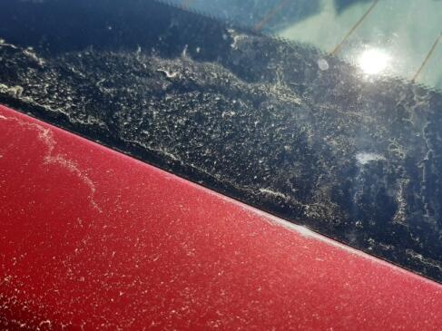 Pollen peaks bring tree, grass pollens to greater New Bedford covering ...