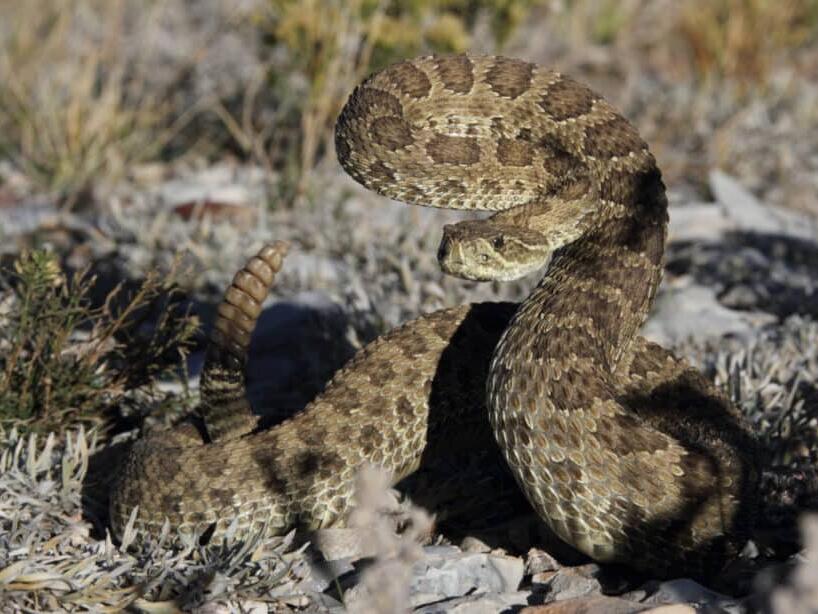 A Complete List of Venomous Snakes in the United States (30+ Species!)