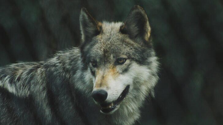 What To Do If You See a Wolf in Your Backyard in Montana - NewsBreak