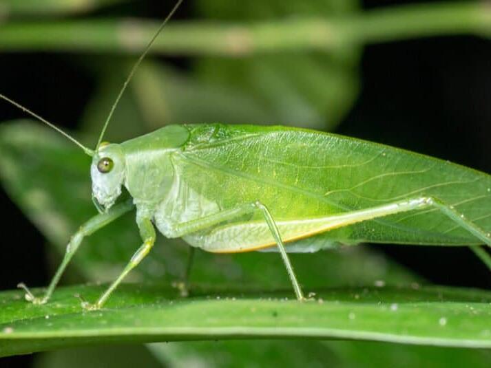 Mimicry Animals: 10 Animals That Use Mimicry to Survive