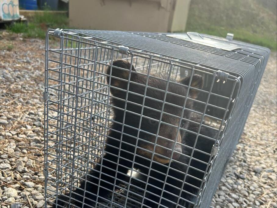 N.C. Wildlife Resources Commission urges the public to leave bear cubs ...