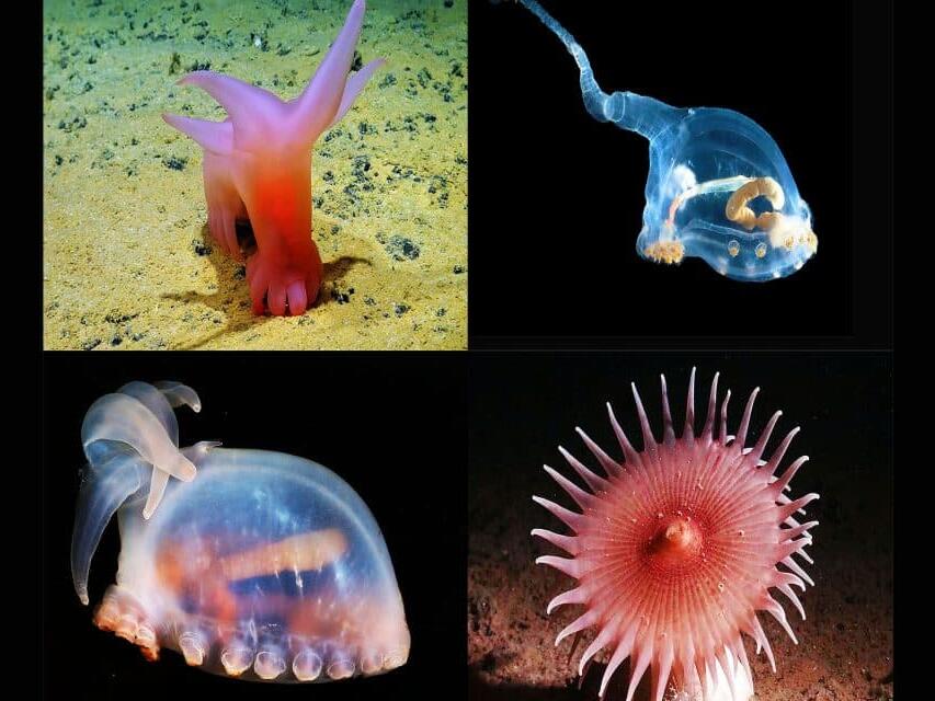Sea pigs, unicumbers, and other stunning new sea creatures discovered
