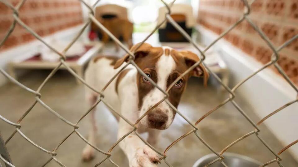 Women to pay $36,000 in restitution after dozens of dogs seized from ...