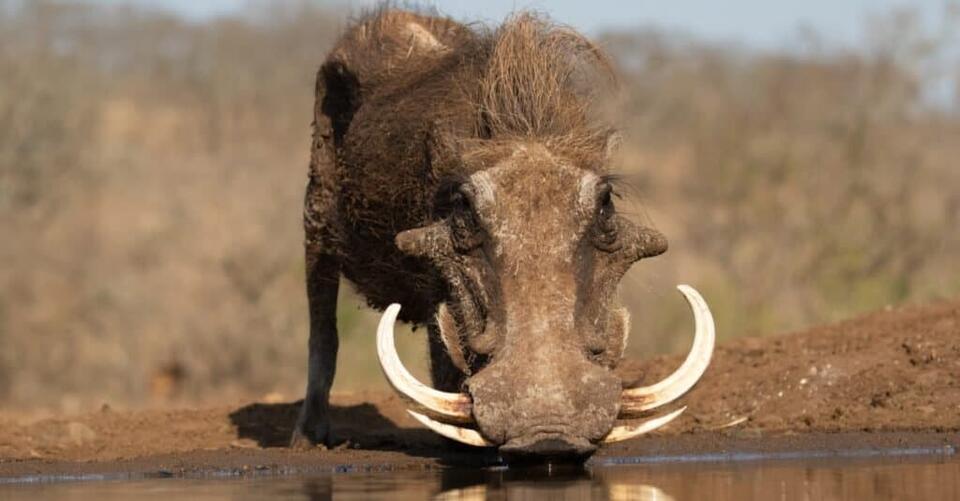7 Animals That Have Tusks (and How They’re Different From Horns ...