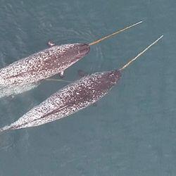 What Do Narwhals Use Their Tusks For? New Footage Shows Remarkable Behavior - NewsBreak