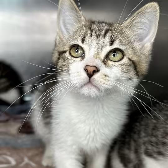 🐱 Playful & Sweet Cats Ready for Adoption in Matteson, IL - NewsBreak