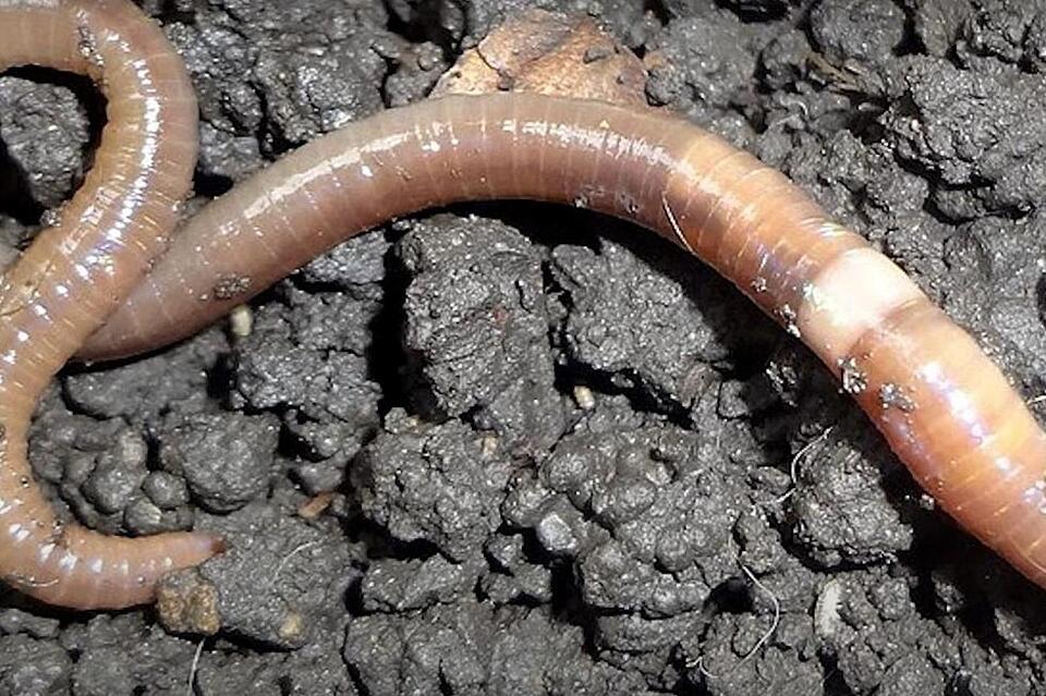 8-Inch Worms That Jump a Foot High Are Back in New England for the ...