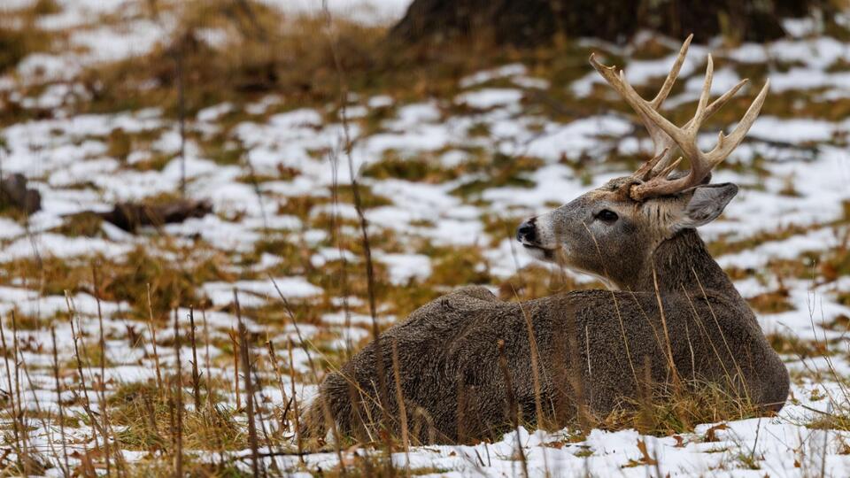 How to stalk deer without leaving a trace - NewsBreak