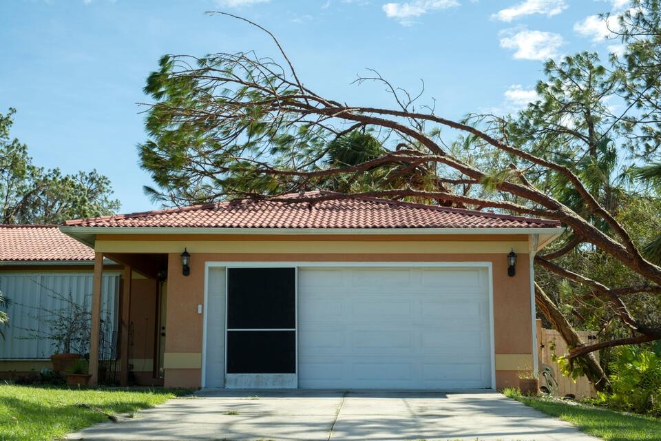 Who Holds Responsibility When A Neighbor’s Tree Falls Into A Wisconsin ...