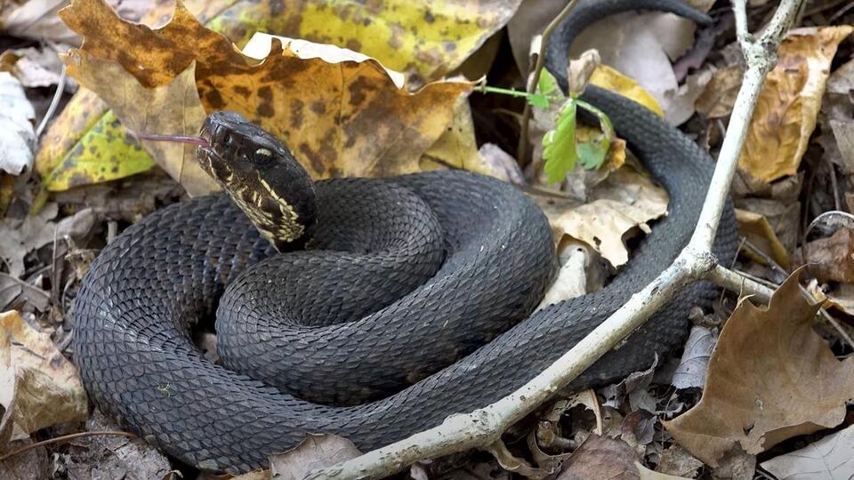 Illinois Road Shut Down as Venomous Snakes Take Over - NewsBreak
