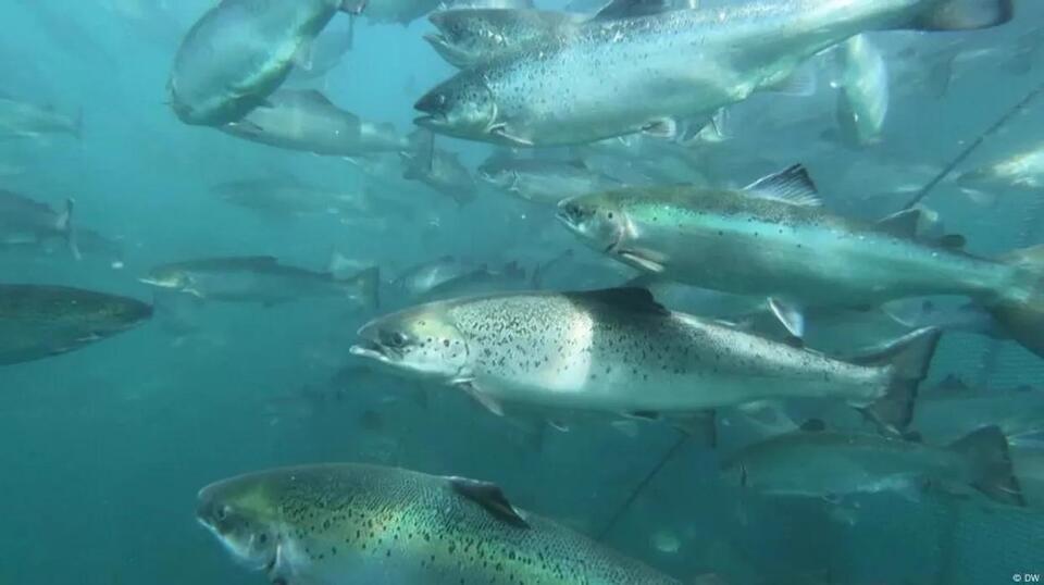 Scientists discover 10 million fish eaten in biggest feeding frenzy ...