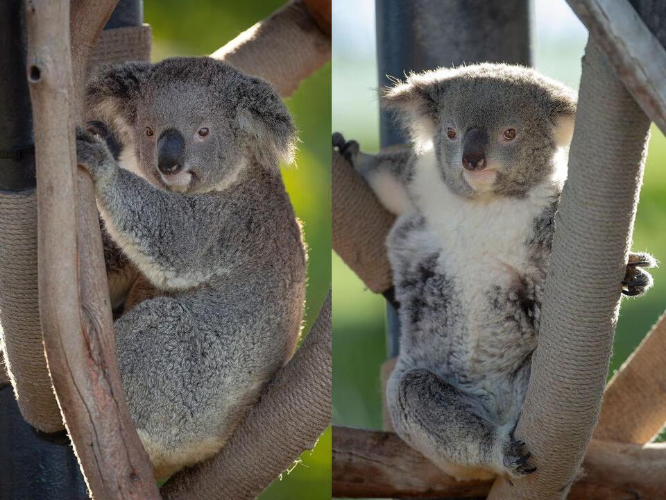 Koalas on loan: Syracuse zoo hosts Kumiri and Kolet for the summer - NewsBreak