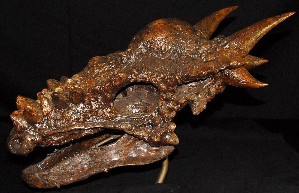 Stygimoloch: The Spiked Enigma That Might Not Be a Species at All ...