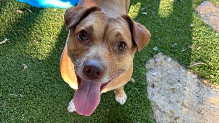 Meet The Unique Chihuahua-Pit Bull Terrier Mix Dog Searching For Love ...