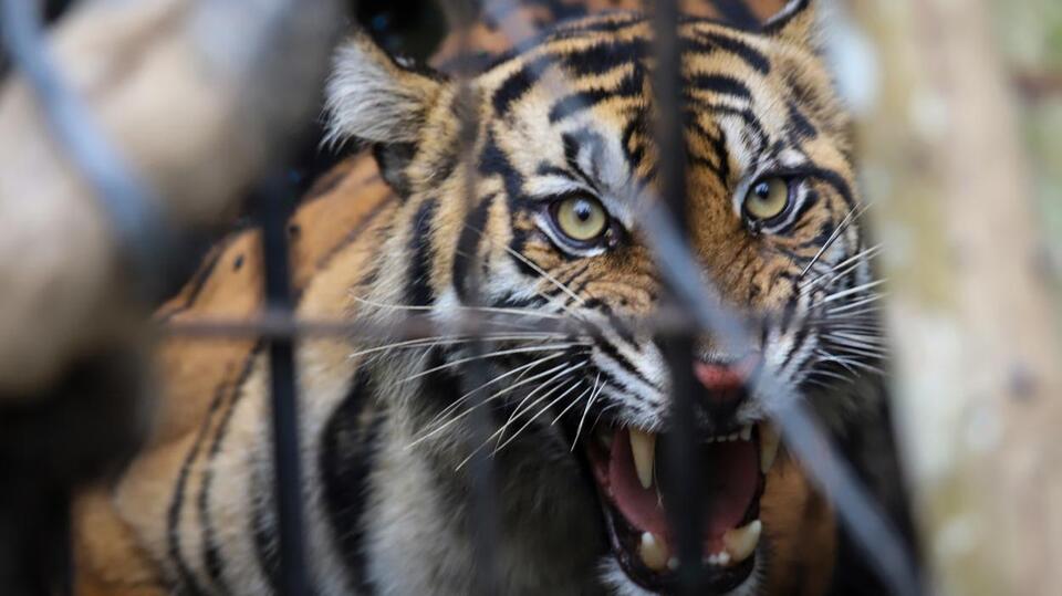 Tiger Kills its Keeper at Controversial Wildlife Preserve - NewsBreak
