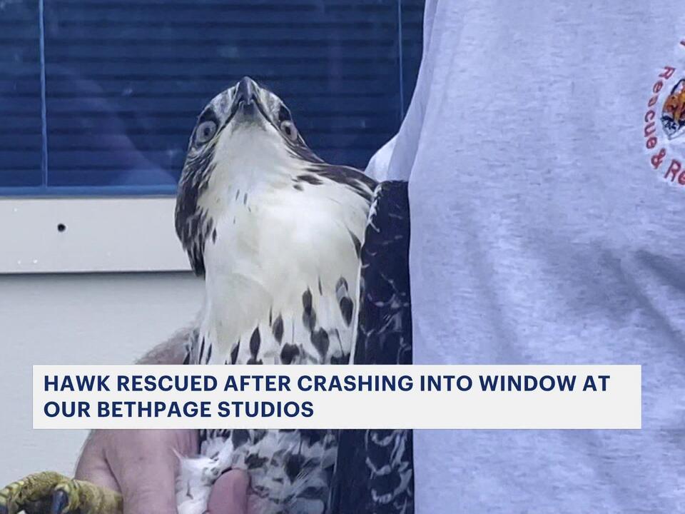 Red tail hawk crashes into News 12 studio building in Bethpage