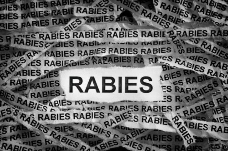 Upstate New York Officials On Edge After Rabid Animal Attacks Again - NewsBreak