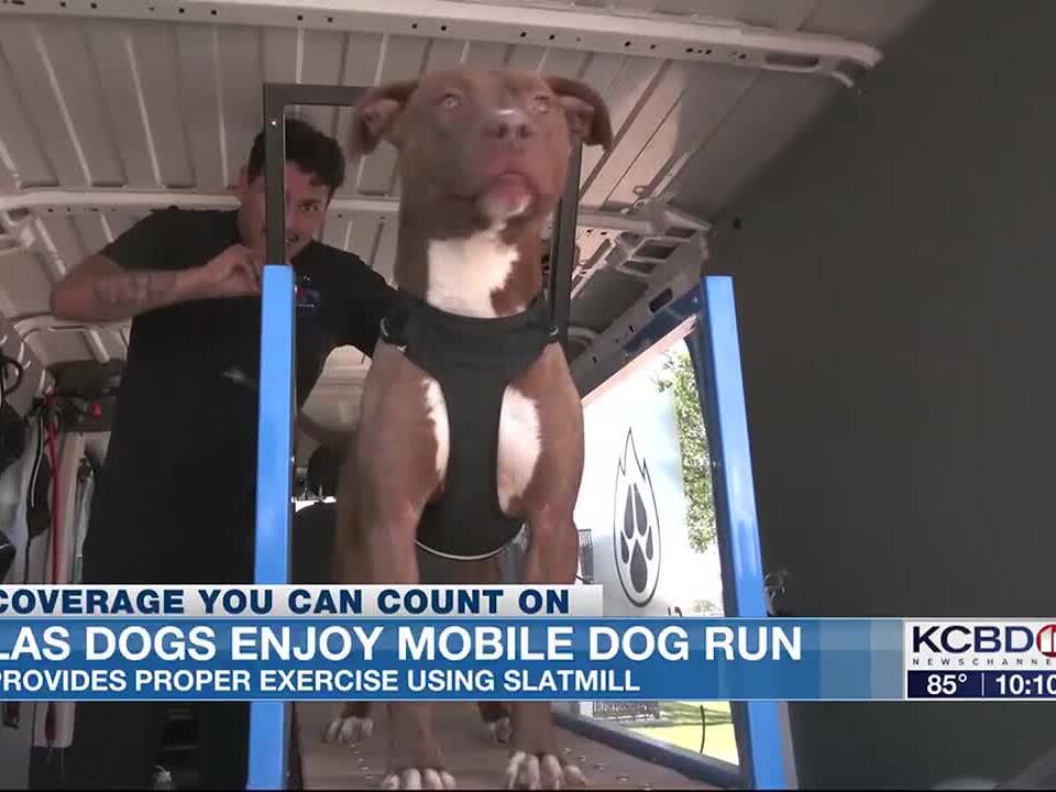 Lubbock Animal Services provides mobile dog run