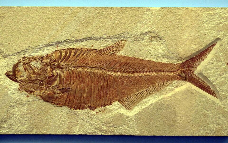 If the Stars Wrote Our Fossils: Archetypes That Would Leave the Best ...