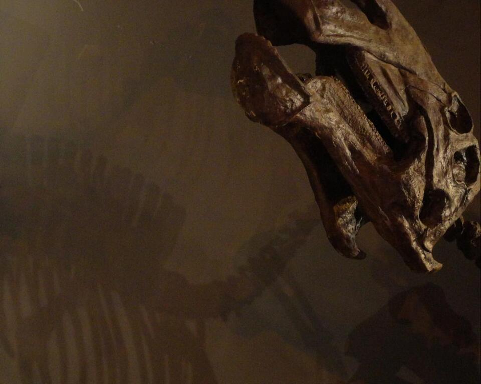 Rhinorex: The Hadrosaur With a Nose That’s Still Raising Eyebrows ...