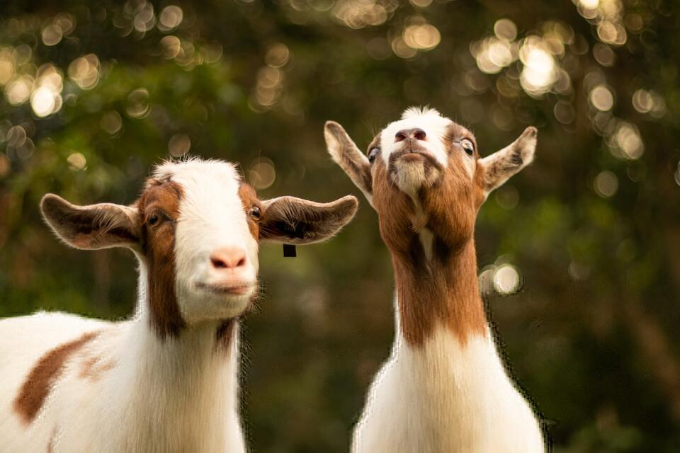 Why Do Goats Scream Like Humans? The Science Behind our Favorite Farm ...