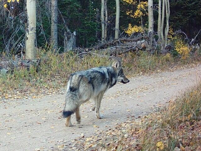 Grand Co. Commissioners accuse CPW of violating Wolf Restoration Plan ...