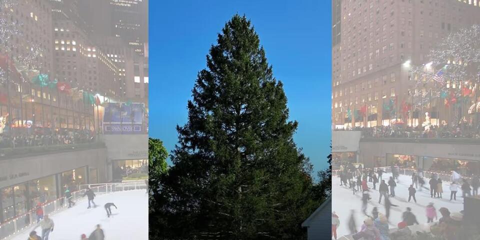 Rockefeller Center’s Christmas Tree Hails From East Greenbush Home ...