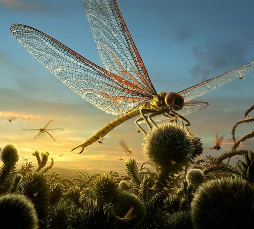 Giant Prehistoric Insects Soared Without Needing Extra Oxygen ...