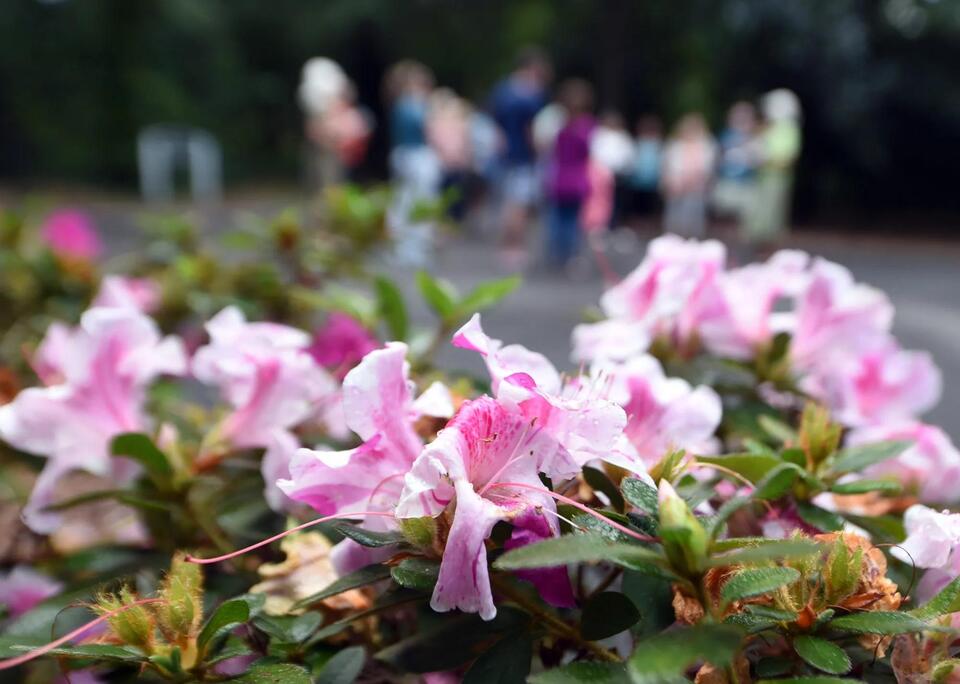 Everything you need to know about the 2026 NC Azalea Festival - NewsBreak