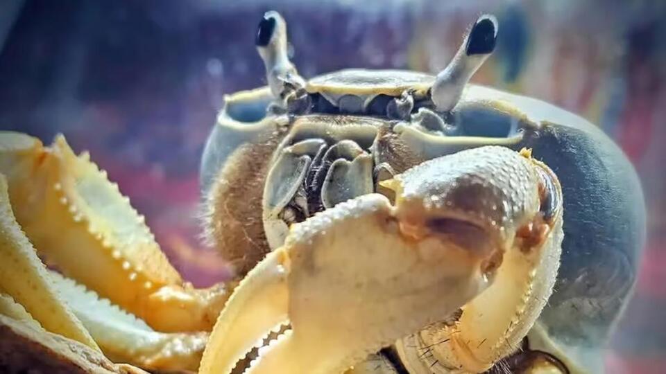 Viral TikTok crustacean Howie the Crab dies after suddenly losing a leg ...